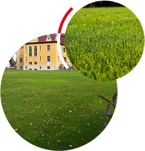 Technical specifications of sod rolls from Xero Flor's offer